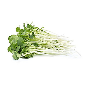 Todd’s Seeds - Alfalfa Sprouting Seeds - 1 Pound Bulk Alfalfa Seeds - Fast Growing Seeds with High Sprout Germination