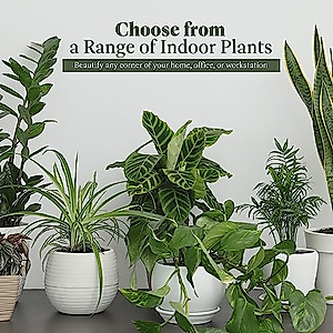 AMERICAN PLANT EXCHANGE Sansevieria Trifasciata Black Coral Live Plant, 3 Gallon, Indoor/Outdoor Air Purifier