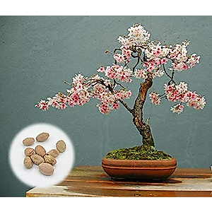 35+ Pcs Bonsai Tree Japanese Sakura Seeds, Rare Japanese Cherry Blossoms Flowers Seeds for Planting, Pink Prunus Serrulata Seeds SB0