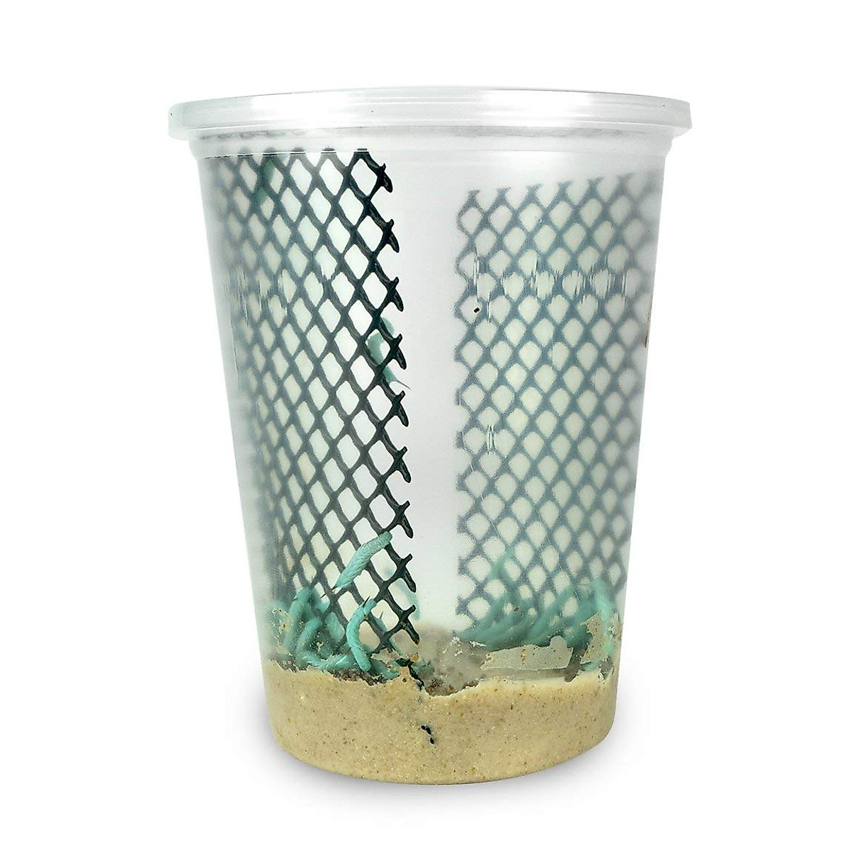 25-30 Live Hornworms With enough food to grow them to about 1-1/2 to 2" max.