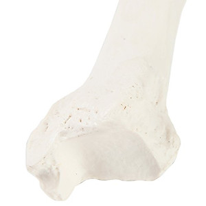 Axis Scientific Tibia Bone Model | Right | Cast from a Real Human Fibula Bone l Lower Leg Bone Model Has Realistic Texture and Important Bony Landmarks | Includes Product Manual