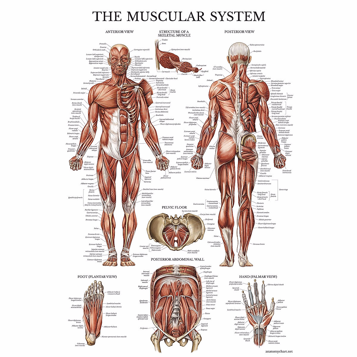 Palace Learning Muscular System Anatomical Poster - LAMINATED - Muscle Anatomy Chart - Double Sided (18 x 27)