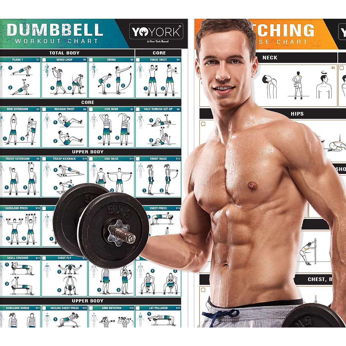 YoYork Exercise Posters for Stretching, Dumbell & Bodyweight Training - Home Gym & Fitness Workout w Minimal Equipment Needed - Get Full Body Workout at Home - 3 Laminated Posters Plus Workout Cards