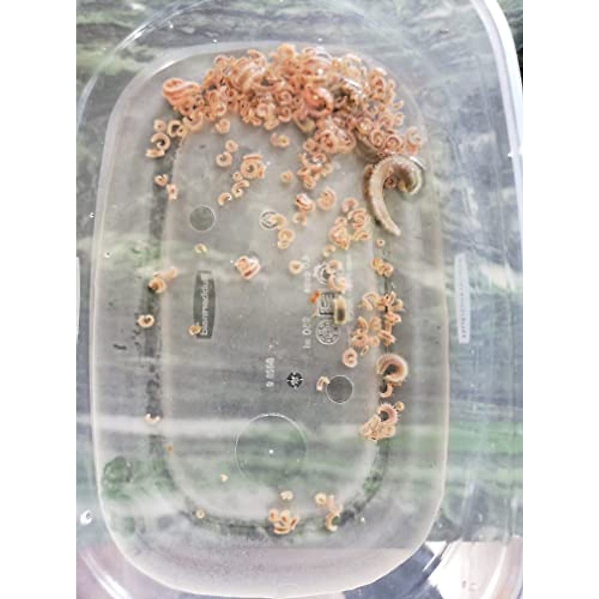 Bristle Worm Trap with Window (Black)