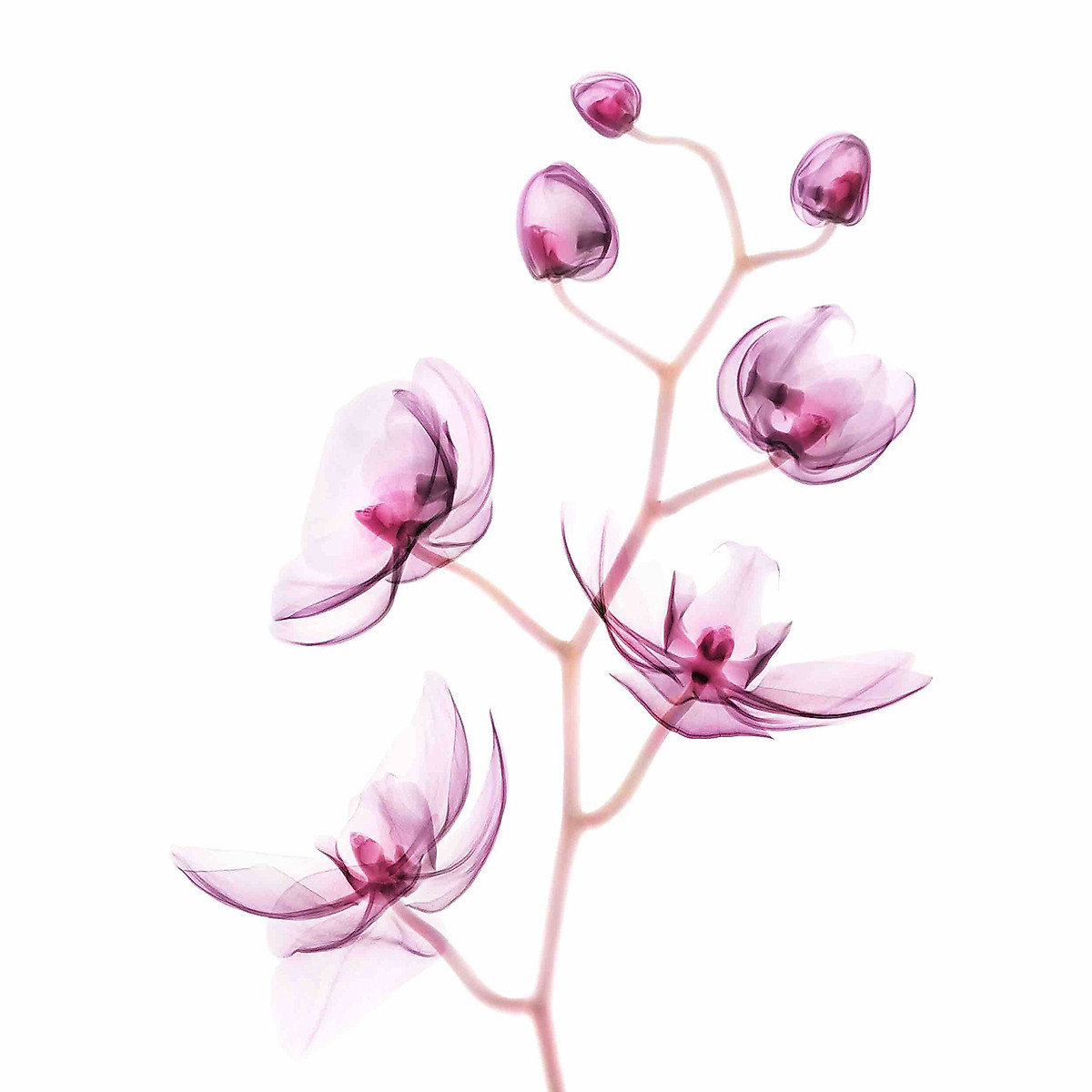 Nexxus Color Assure Glossing Tonic, for Color Treated Hair 6.1 oz