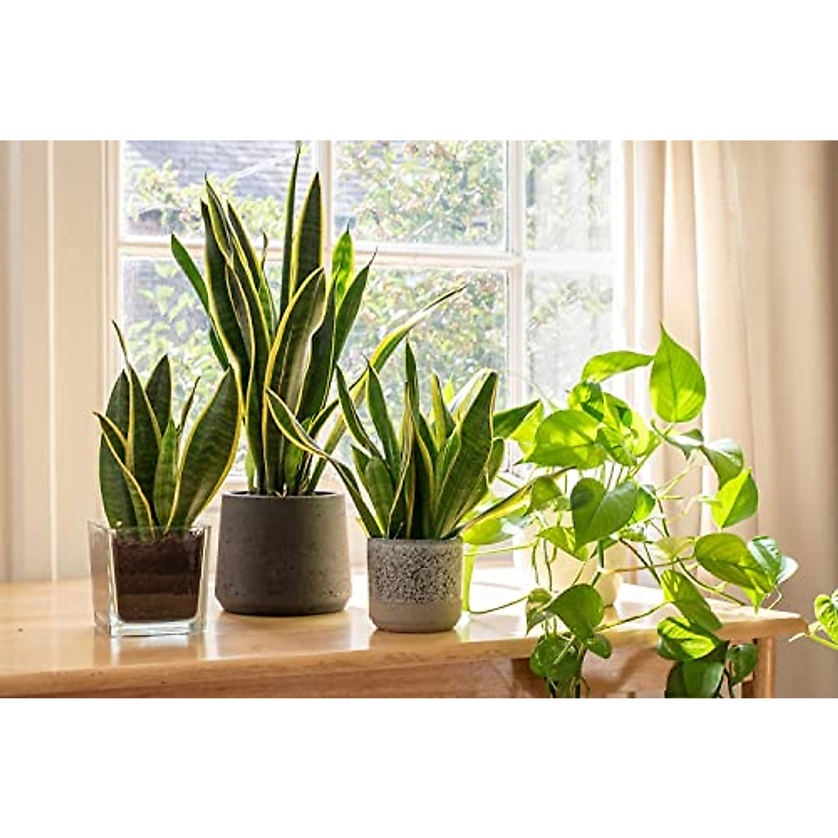 Altman Plants, Live Snake Plant, Sansevieria trifasciata Superba, Fully Rooted Indoor House Plant in Pot, Mother in Law Tongue Sansevieria Plant, Potted Succulent Plant, Houseplant in Potting Soil