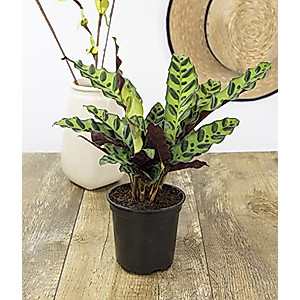 Calathea Plant Live Prayer Plant Live Indoor Plant, Calathea Live Plant Live House Plant Live Plants Indoor, Live Indoor Plants Live Houseplants Live Prayer Plants Live House Plants by Plants for Pets