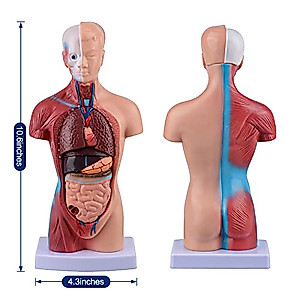 Ultrassist Human Torso Model Includes Digital Manual, Human Body Model for Kids, Human Anatomy Model for Science Education