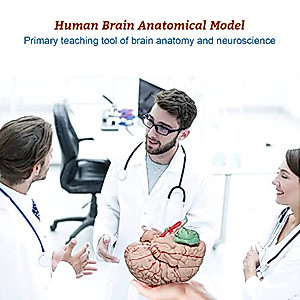Brain Anatomy Model Life Size Human Brain Model 8-Part Neuroscience Brain Model with Arteries Detachable Brain Amygdala Model for Science Classroom Study Display Medical Teaching Model