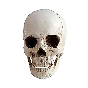 KABAKE Resin Medical Life Size Replica Realistic Human Skull Head Bone Model, Anatomy White Resin Skull High Precision Teaching Tool Halloween Decor