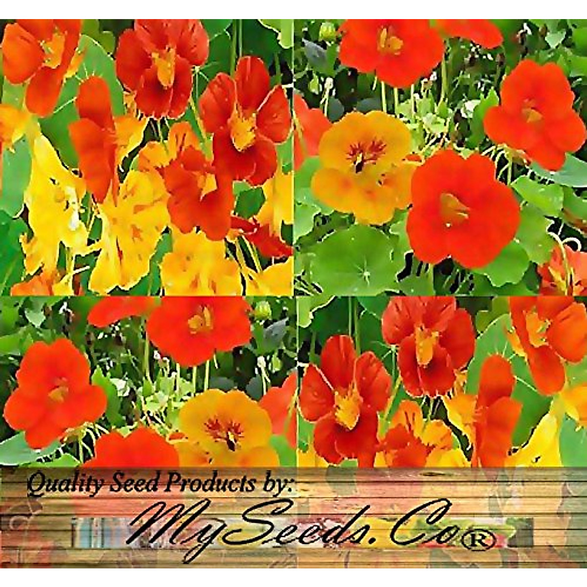 PETBROO Big Pack - Nasturtium Flower Seed Mix (1,000) - Edible Tropaeolum nanum - Spurred, Flat-Faced Trumpet - Used in Cake & Bakery - Flower Seeds by MySeeds.Co (Big Pack - Nasturtium Mix)