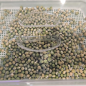 ZEONHAK 8 Pack Seed Sprouter Tray, BPA Free, Big Capacity Seed Germination Tray, Healthy Wheatgrass Seeds Grower with Lid for Growing, Bean Sprouts, Cat Grass, Wheat Grass, Mung Beans