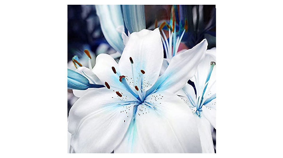 YEGAOL Blue Lily Seeds - 50 Rare Non-GMO Perennials