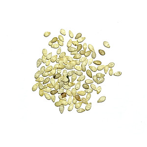 Seed Needs, Cucamelon Seeds - 65 Heirloom Seeds for Planting Melothria scobra - Mexican Sour Gherkin Non-GMO & Untreated, Boasts a Light Citrus Flavor, (1 Pack)