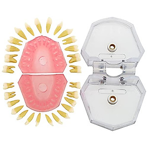 Dentalmall Dental Demonstration Teeth Model - Standard Study Teaching Dental Mode with All Removable Teeth #4004 Silica Gel Material Soft and Bendable Teeth Typodonts