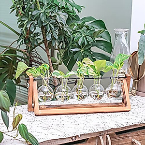 Ivolador Desktop Glass Bulb Plant Terrarium with Retro Solid Wooden Stand and Metal Swivel Holder for Hydroponics Plants Home Garden Wedding Decor (5 Bulbs)