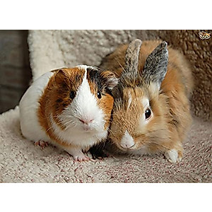 RANDOLPH Cavy Food Care 70 g. IMMUNOSTIMULANTS & Vitamin C Supplement Recovery & Booster Energy for Guinea Pig & Herbivores Small Pet, Probiotics Improved Digestion Best Prevent Healthy Rabbit Feed