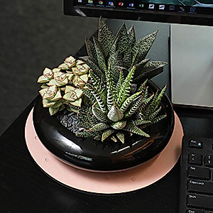 Altman Plants, Assorted Succulents Plants Live Houseplants (4PK), Succulent Plants Home Office Plants Live Indoor Plants, Live Plants Indoor House Plants, Easy Care Plants, Desk Plants, Kitchen Plants