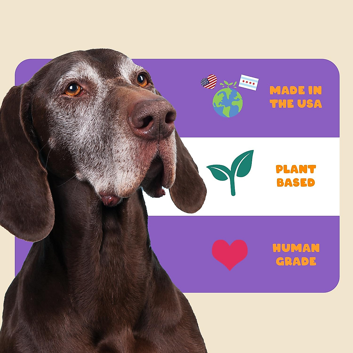 Petipet Hip and Joint Supplement for Dogs - Glucosamine and Tumeric Treats - Anti-Inflammatory Chews for Joint Health Support, Arthritis, Pain Relief - For Large and Small Breeds, Senior Dogs, Puppies