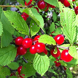 CHUXAY GARDEN 20 Seeds Nanking Cherry Fruit Trees Hardy Deciduous Shrub Sweet Delicious Edible Fruit Great for Ornaments and Hedges