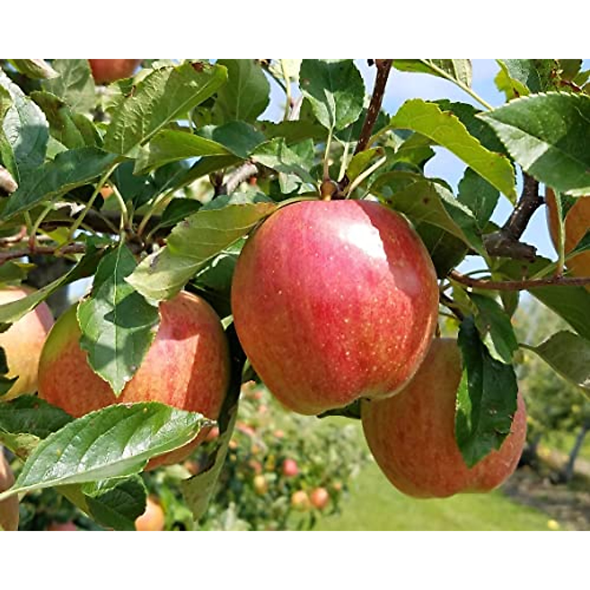 TriStar Plants - Gala Apple Tree - 1 Gallon - No Ship California ...
