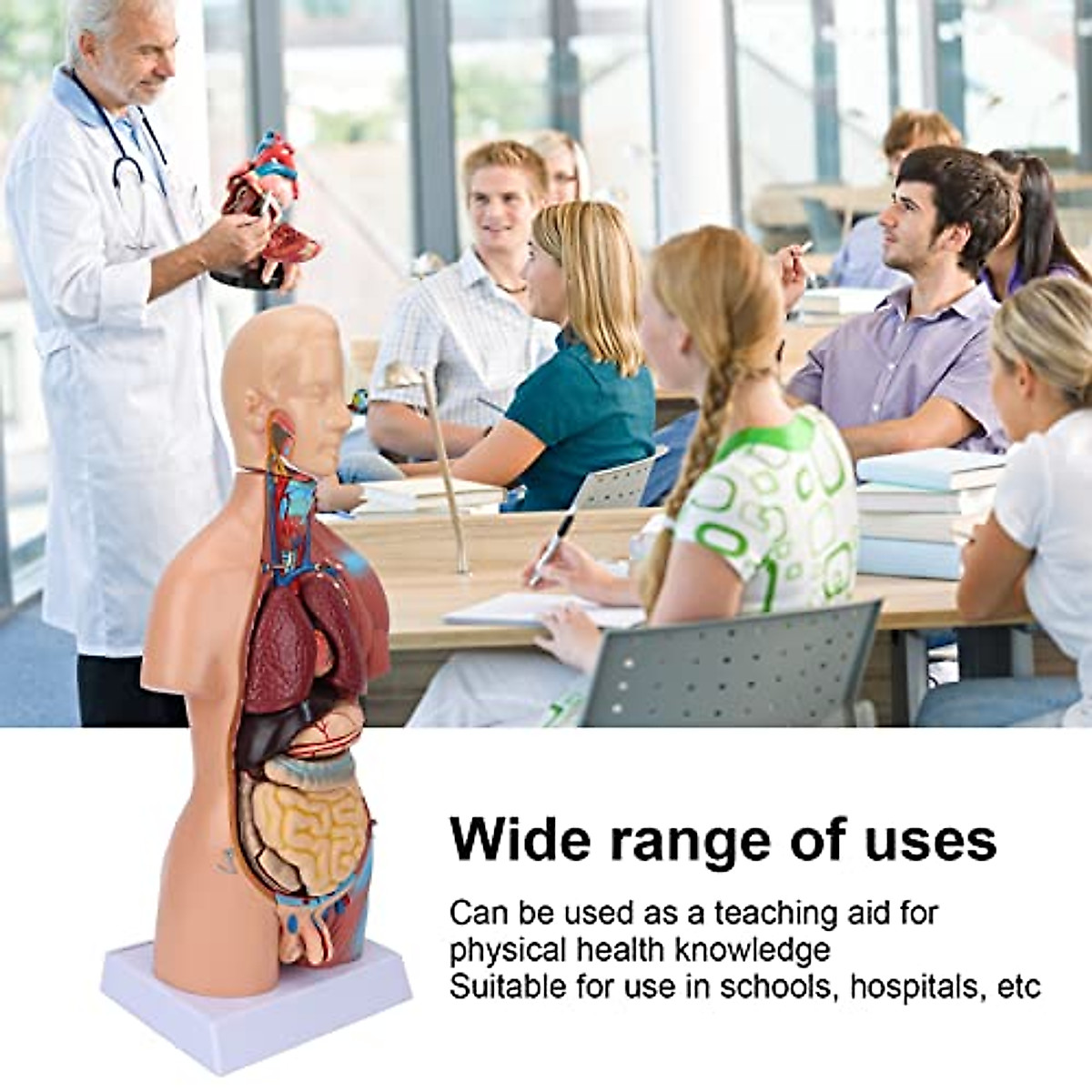 Body Internal Organs Model, Accurate Structure Human Torso Model for Hospital for School