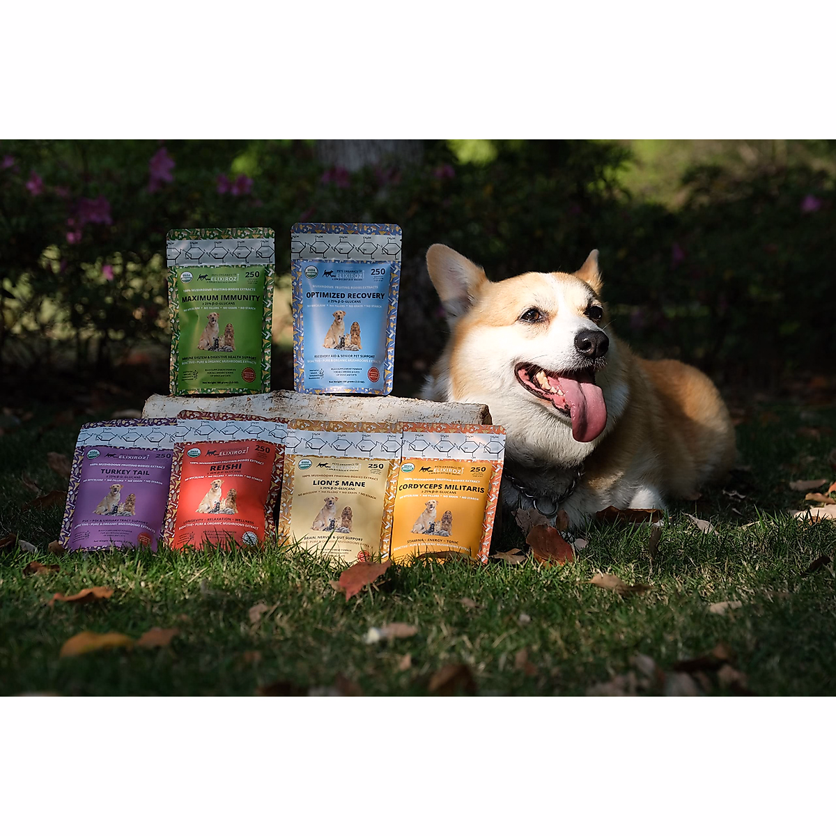 MAXIMUM IMMUNITY >25% β-glucan 100% Mushrooms Fruiting Body Extracts, Veterinarians formulation for Dogs & Cats Immune & Digestive Systems with Turkey tail & >35% β-glucan Reishi extracts.250 SERVINGS