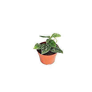 Satin Pothos - 4'' from California Tropicals
