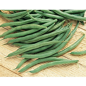 Burpee Blue Lake 274 (Organic) Bush Bean Seeds 2 ounces of seed