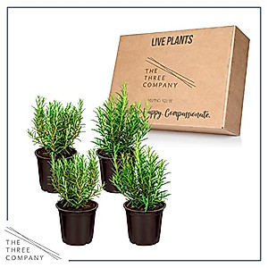 Live Aromatic and Edible Herb - Rosemary (4 Per Pack), Naturally Improves Breathing and Air Quality, 8" Tall by 4" Wide