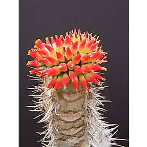 Euphorbia neohumbertii (RFS) Exotic Madagascar Palm Bonsai Rare Succulent Seed 5 Seeds