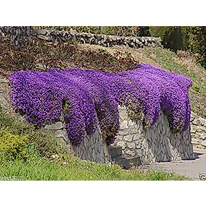 250 Aubrieta Seeds - Cascade Purple Flower Seeds, Perennial, Deer Resistant !