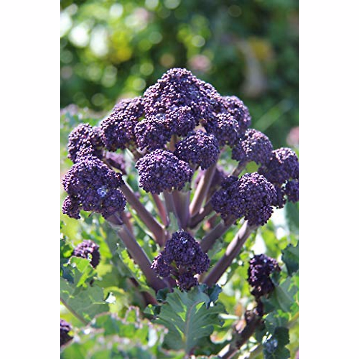 Purple Sprouting Broccoli Seeds, 500+ Heirloom Seeds Per Packet, (Isla's Garden Seeds), Non GMO Seeds, Botanical Name: Brassica oleracea, 85% Germination Rates
