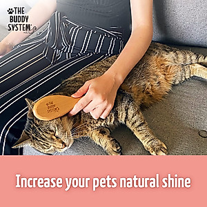The Buddy System Cat Brush with Boar Bristle and Wooden Handle, Professional Grade Daily Grooming Hairbrush, Reduce Shedding, Soft Hair and Healthy Shine (1 Pack)