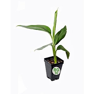 1 LIVE PLANT Goldfinger Dwarf Banana Tree - RARE Desert Banana 3 to 8 inch tall