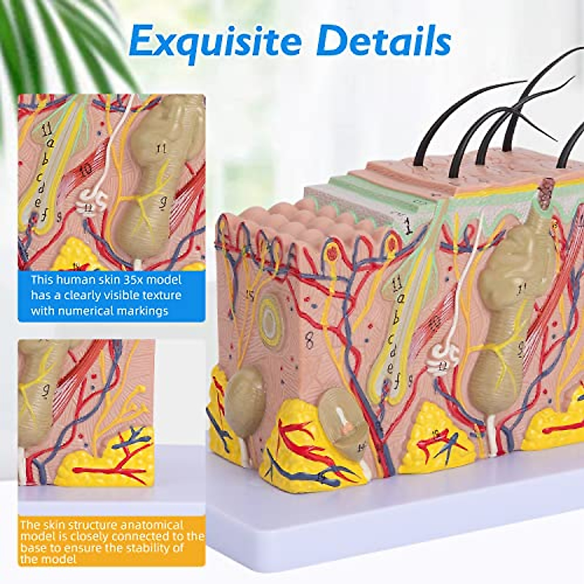 faruijie Human Skin Model 35x - 35 Times Skin Structure Anatomical Model Skin Color Model Teaching Medical Model