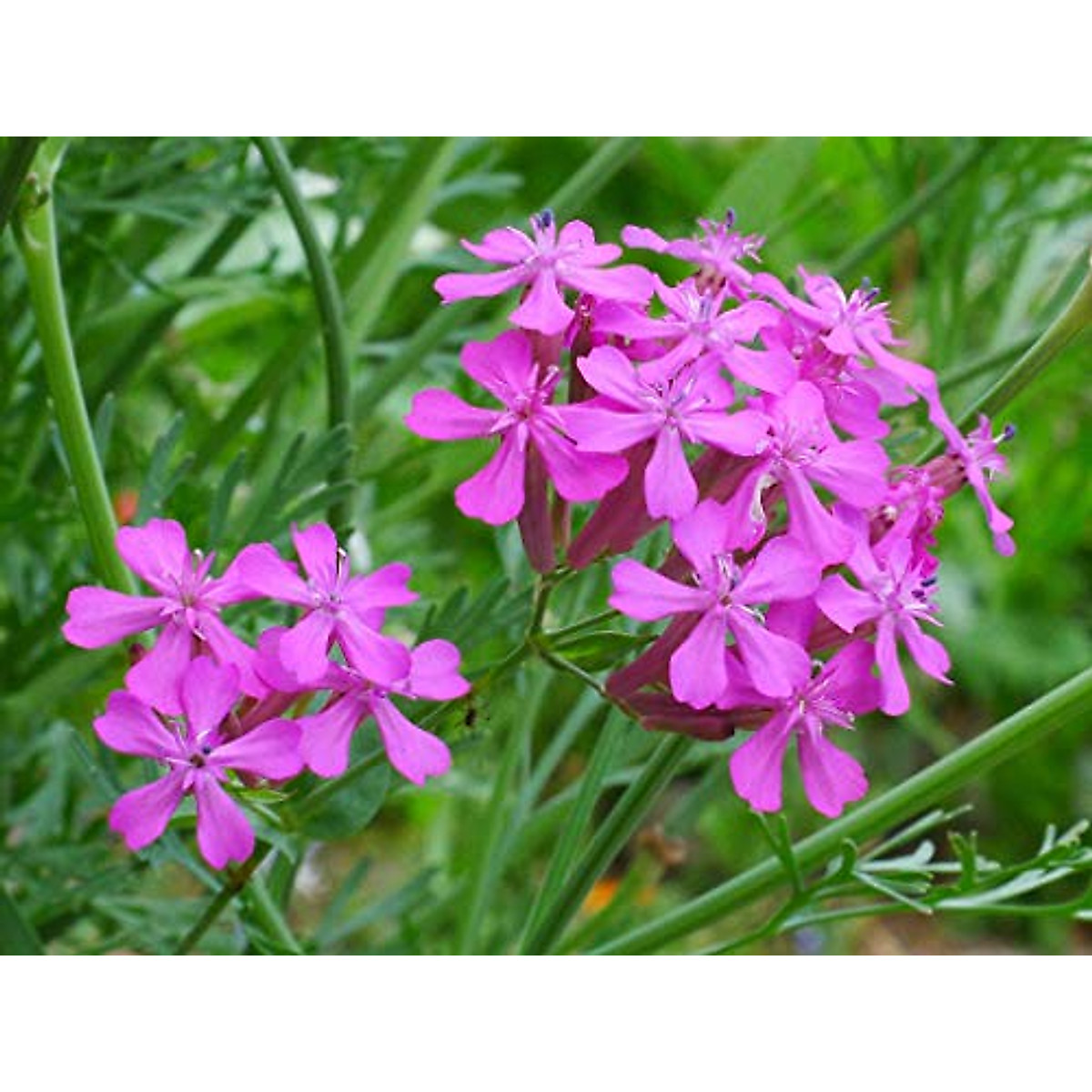 Catchfly Flower Seeds for Planting, 3000+ Seeds Per Packet, (Isla's Garden Seeds), Non GMO & Heirloom Seeds, Scientific Name: Silene, Great Home Flower Garden Gift
