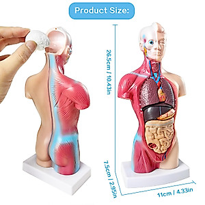 NEW HORIZON Human Anatomy Torso Model 10.5 Inch Anatomical Assembly Model of Human Organs 15 PCS Removable Organs School Medical Education Display with Detailed Installation Manual