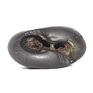 Rudrakshguru Laxmi Narasimha Shaligram