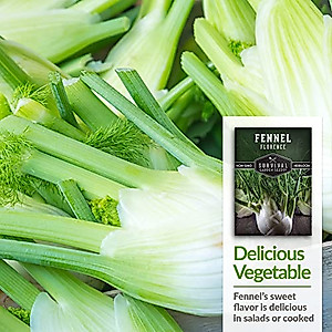 Survival Garden Seeds - Fennel Seed for Planting - Packet with Instructions to Plant and Grow Cool-Weather Florence Fennel (Finnochio) in Your Home Vegetable Garden - Non-GMO Heirloom Variety