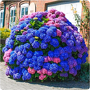 Mixed Hydrangea Seeds Flowers for Planting Non-GMO Home Garden Mixed Colors (100+)