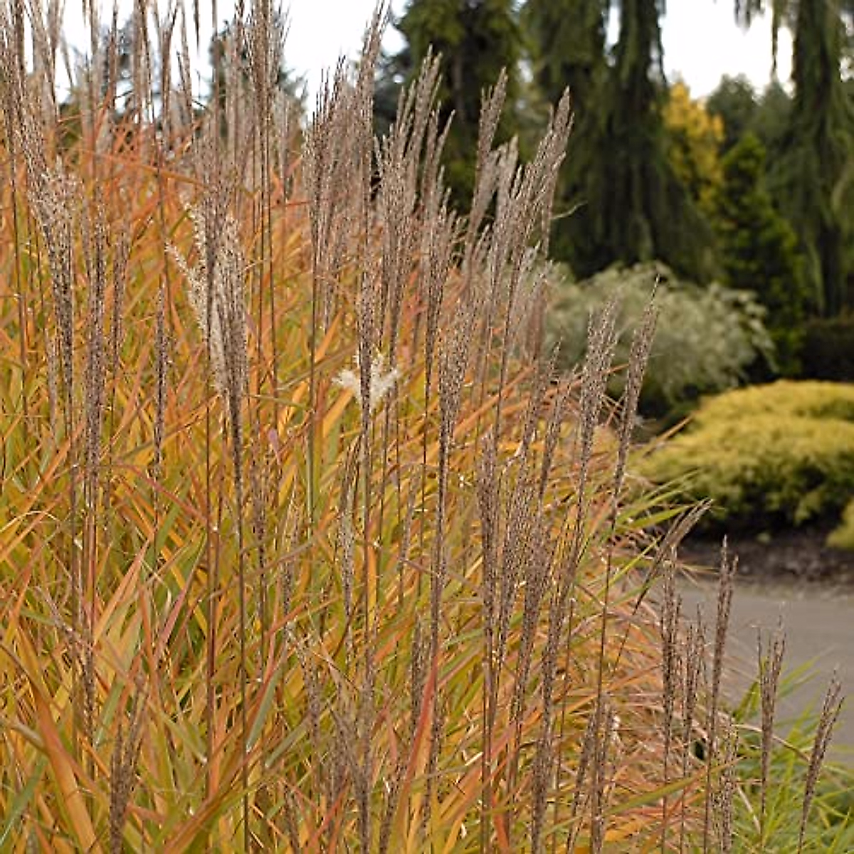 CHUXAY GARDEN Miscanthus Sinensis,Silver Maiden Grass 10 Seeds Hardy Spectacular Plumes Ornamental Grass Home Landscape Easy Grow