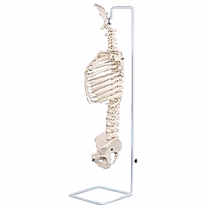 Axis Scientific Human Rib Cage Anatomy Model: Life Size Vertebral Column with Complete Vertebrae, Cast from Real Human Bones, Includes Detailed Study Guide, Base Stand