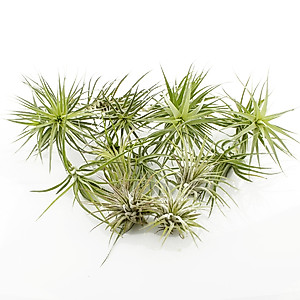 NW Wholesaler - Set of 12 Assorted Live Tillandsia Ionantha Air Plants - Variety pack of Tillandsia Air Plants for Terrariums, Hanging Planters, and Home Decor - Bulk Air Plants - Indoor House Plants