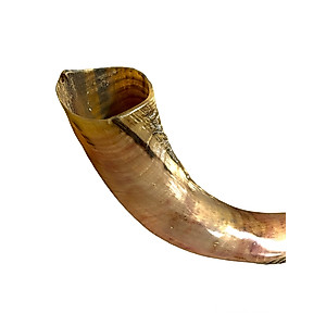 22"-24" Half Polished Half Natural Kudu Horn Shofar Kosher Israel Tradition
