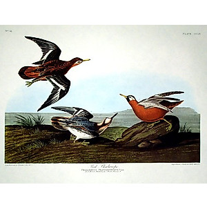 Red Phalarope. From"The Birds of America" (Amsterdam Edition)
