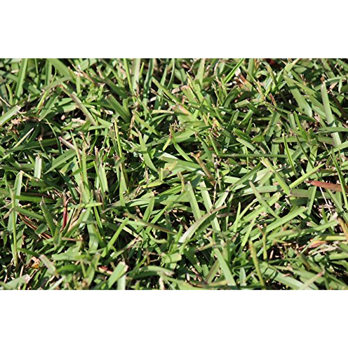 Centipede Grass Seed for a Dense Green Lawn, NO Mulch, 1 lb Coated Seeds, Sun and Moderate Shade Tolerant Lawn Seeding and Turf Patch Repair, Southern Southeast US, Low Fertilizer Low Maintenance