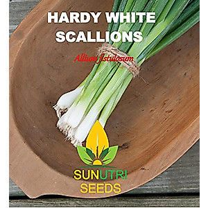 Scallion Bunching Onion Seeds, 250+ Evergreen Hardy White, Heirloom, Non-GMO, Allium fistulosum