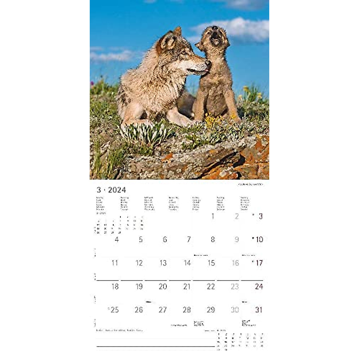 Wolves 2024 Brochure Calendar 30 x 30 cm (30 x 60 Open) Calendar with Space for Notes Wolves Picture Calendar Wall Planner Alpha Edition