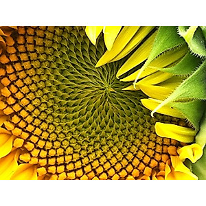 Black Oil Sunflower Seed Bombs - Bulk Seed Balls for Seed Bombing (Helianthus annuus) (20)